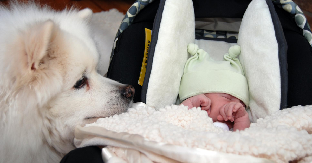 The RSPCA wants to help you introduce your newborn to your fur-baby ...